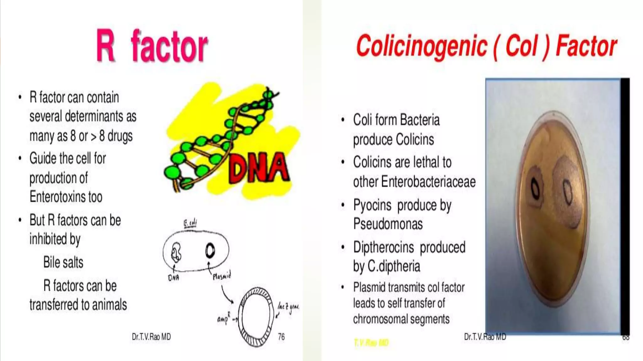 Bacterial genetics | PPT