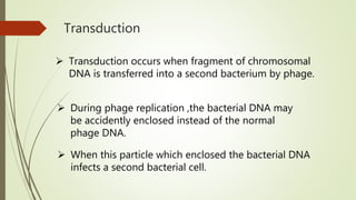 Bacterial genetics | PPT