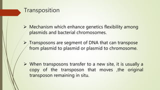 Bacterial genetics | PPT