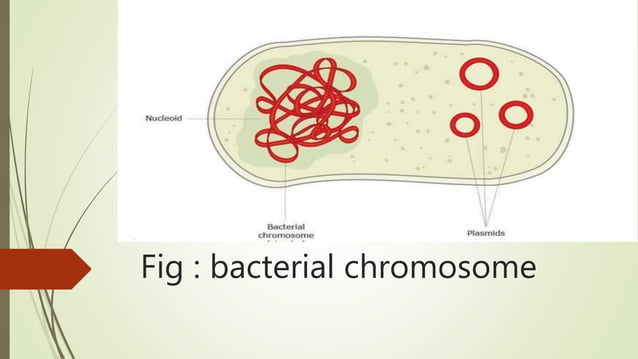 Bacterial genetics | PPT