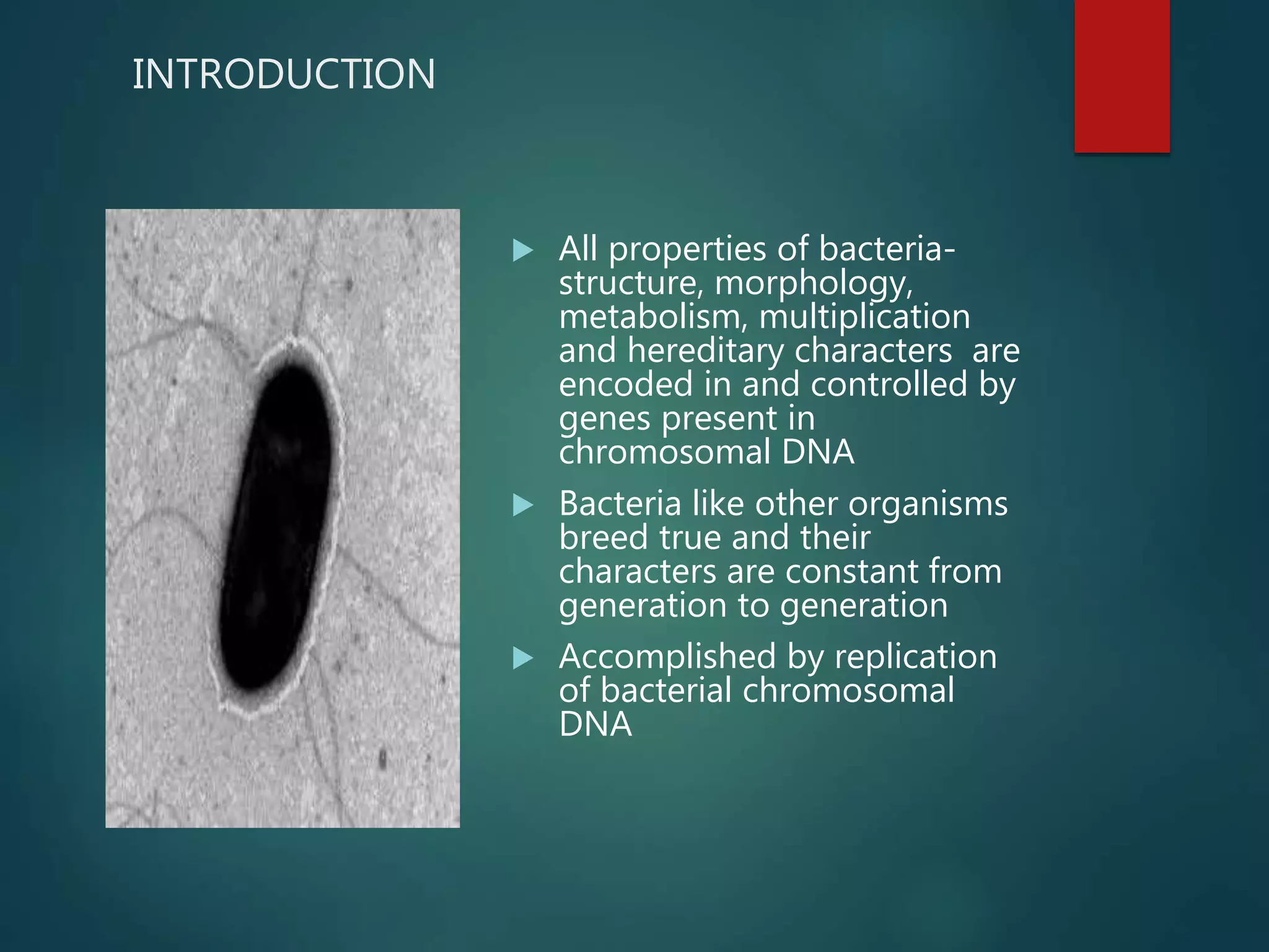 Bacterial genetics | PPTX