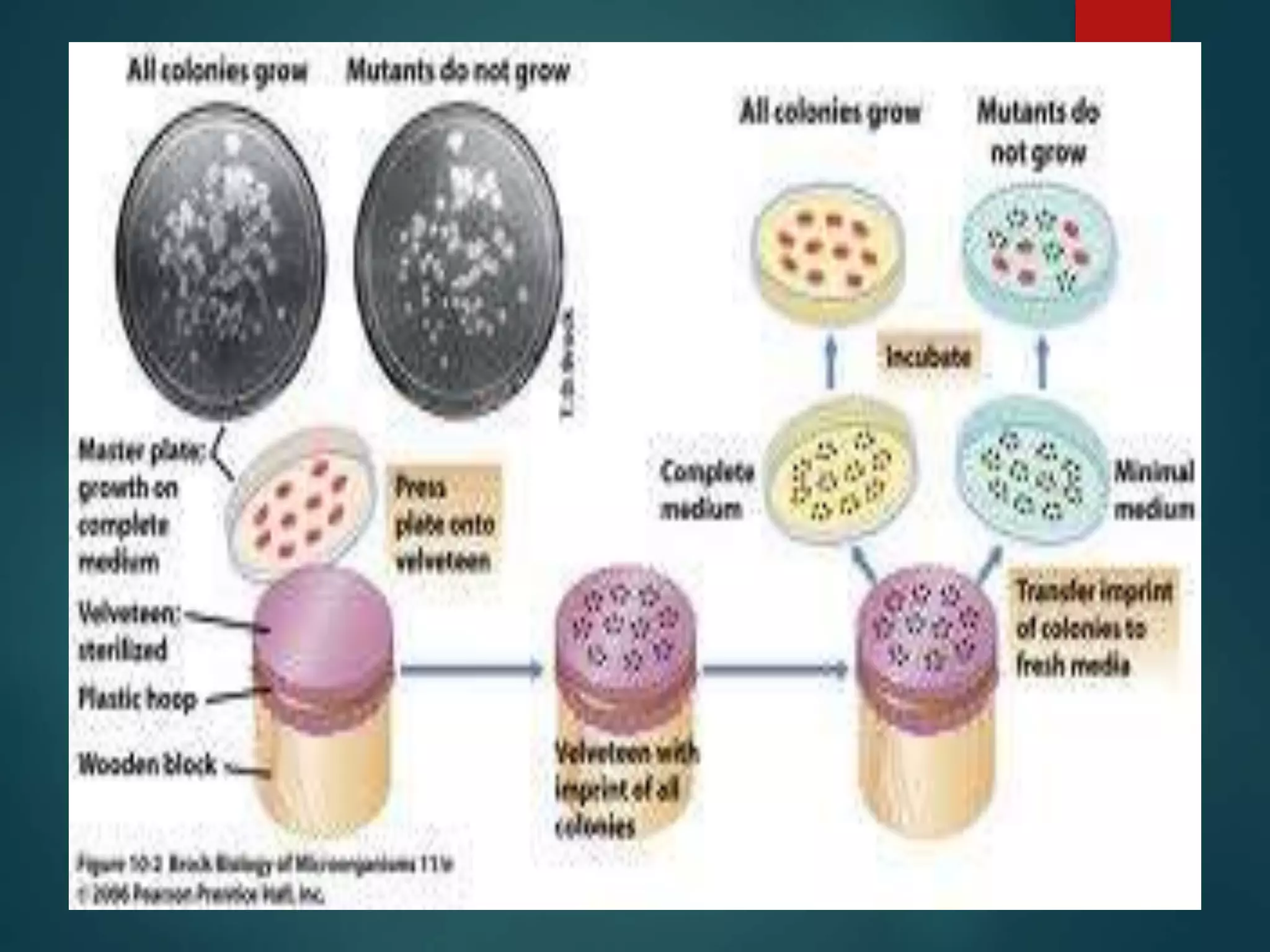Bacterial genetics | PPTX