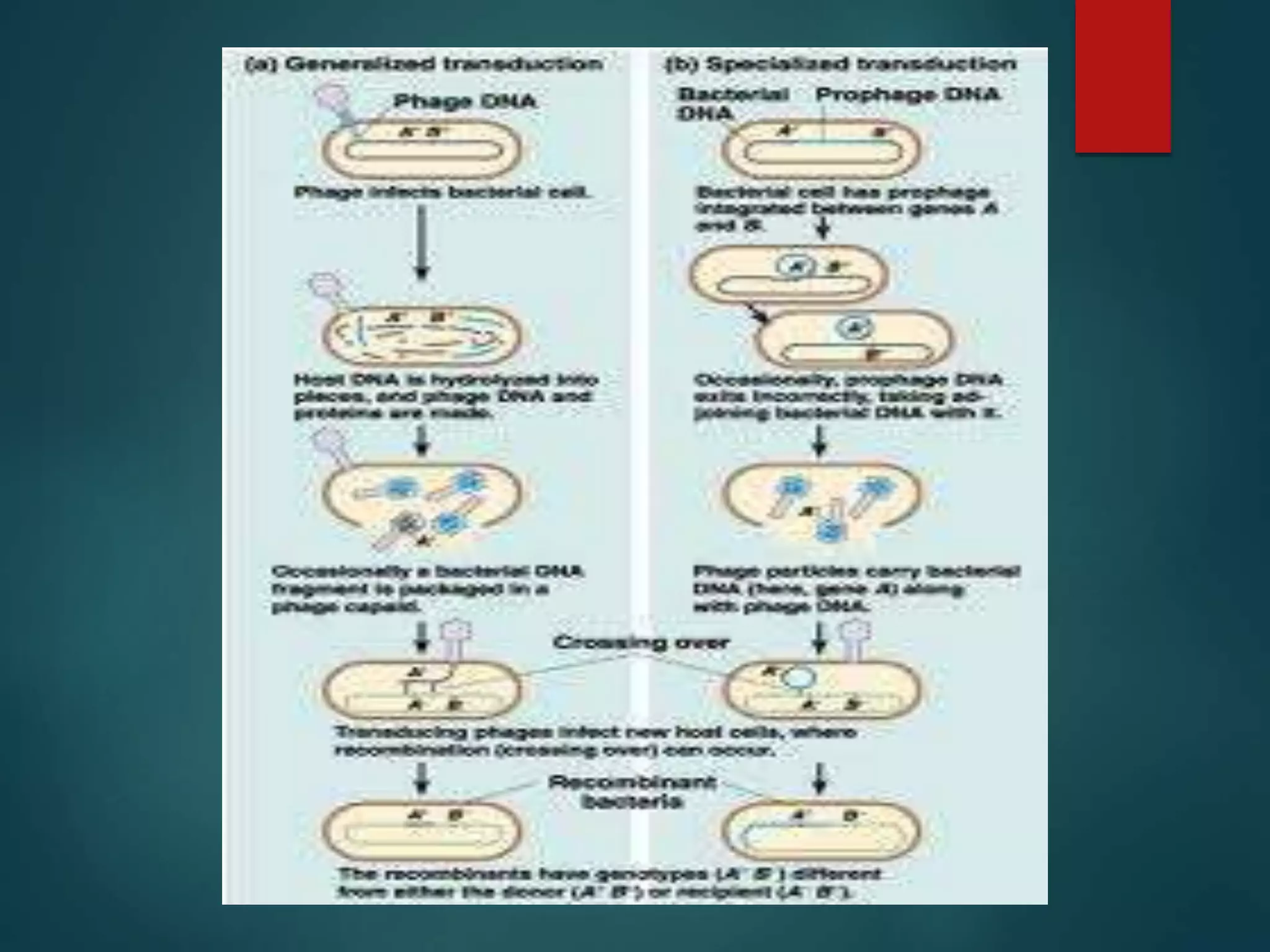 Bacterial genetics | PPTX