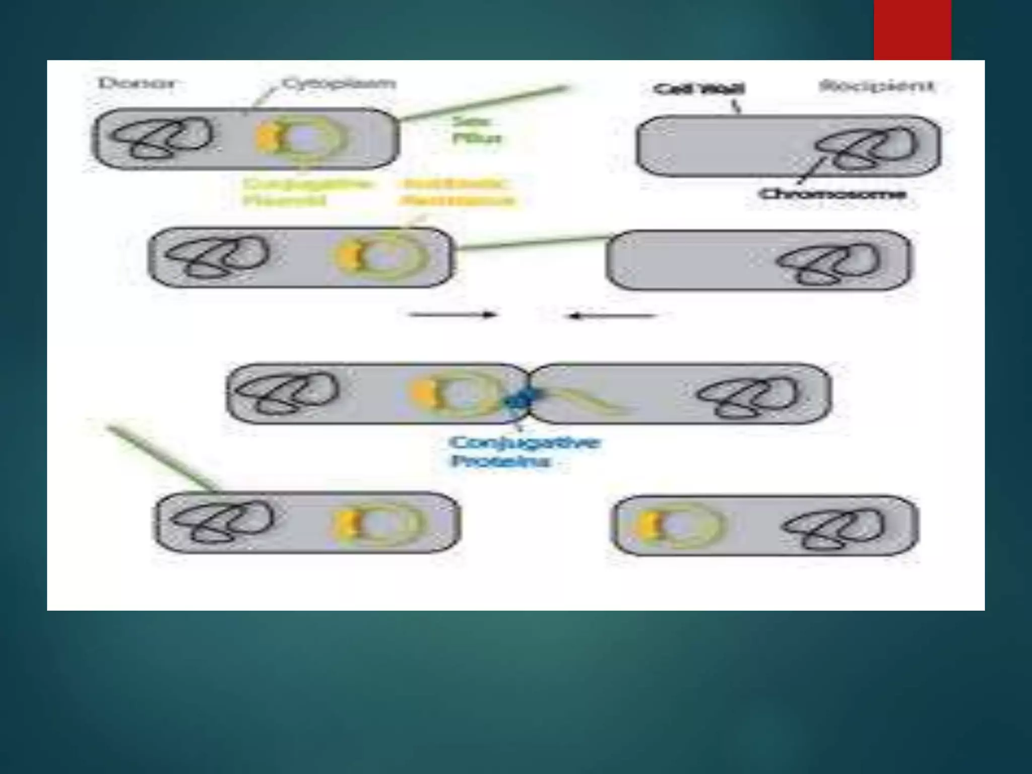 Bacterial genetics | PPTX