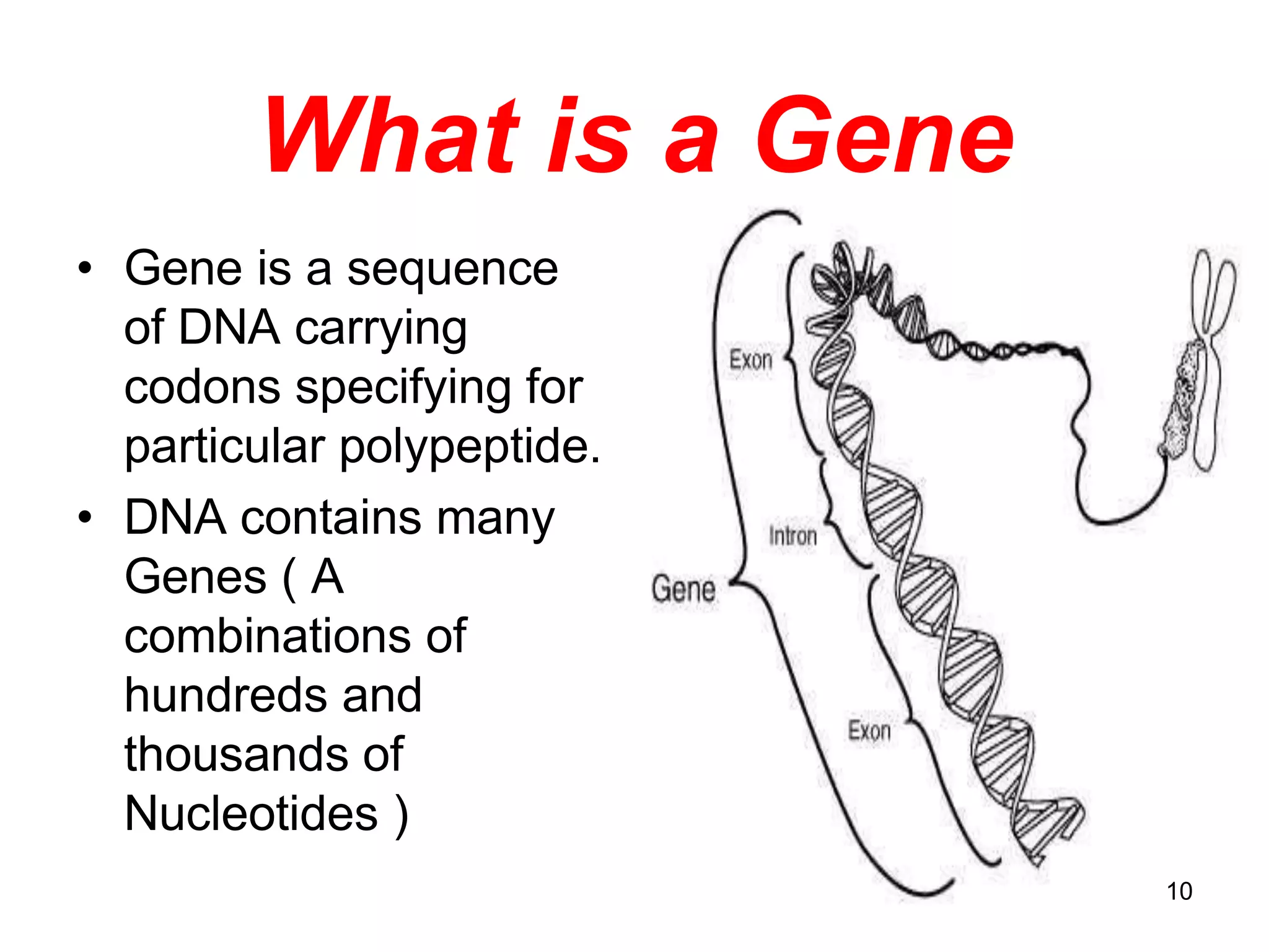 bacterial genetics.pptx