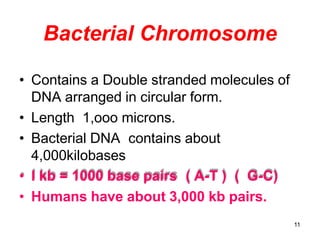 bacterial genetics.pptx