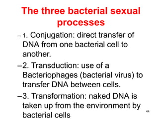 bacterial genetics.pptx