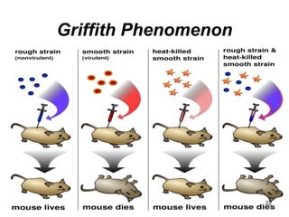 bacterial genetics.pptx