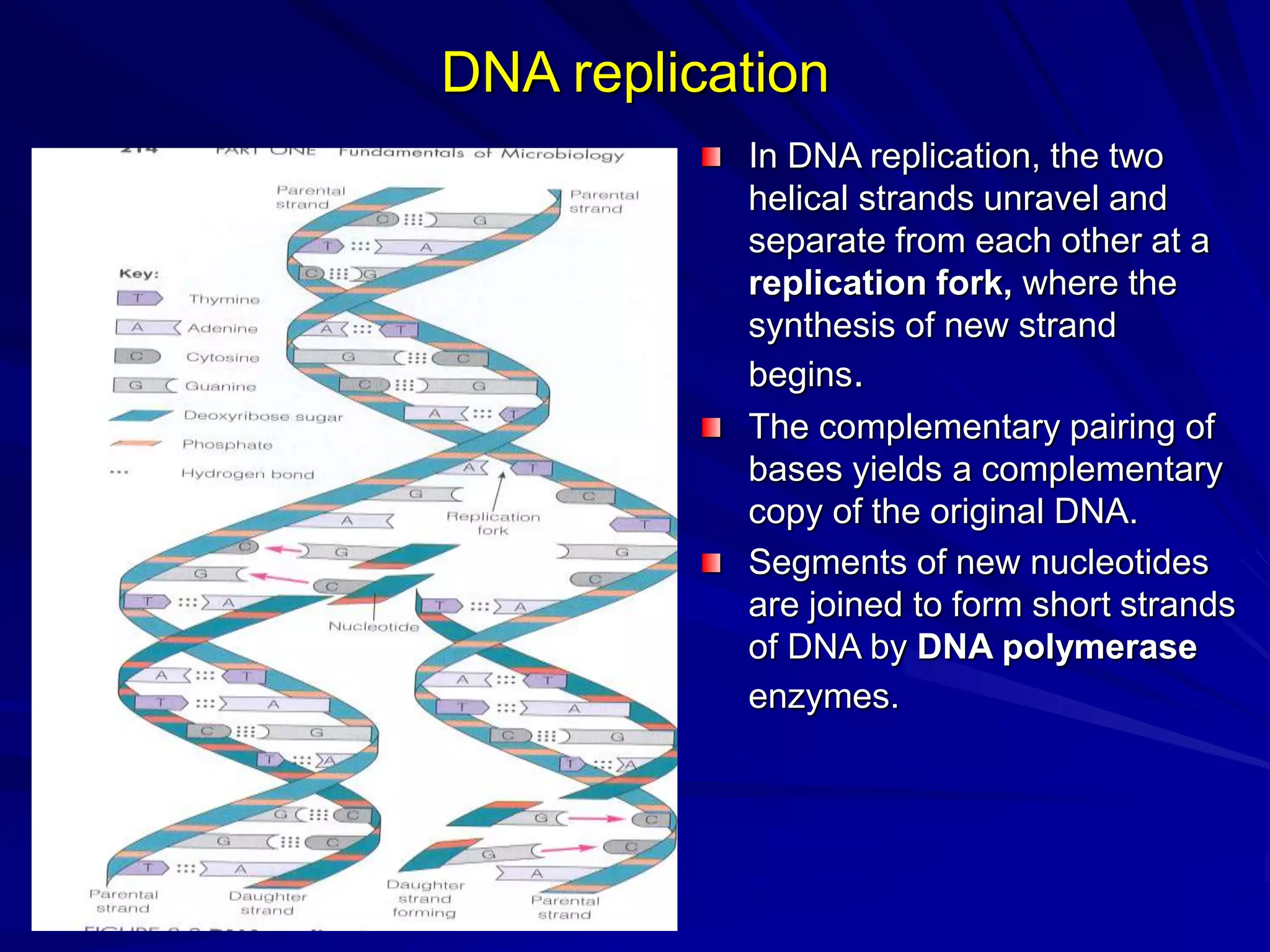 BACTERIAL GENETICS.ppt