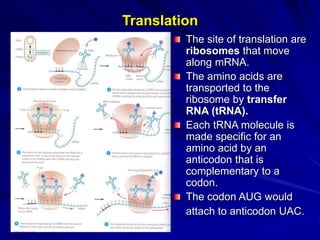 BACTERIAL GENETICS.ppt