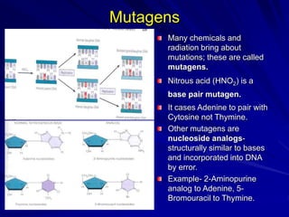 BACTERIAL GENETICS.ppt
