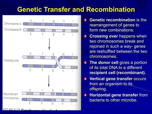 BACTERIAL GENETICS.ppt
