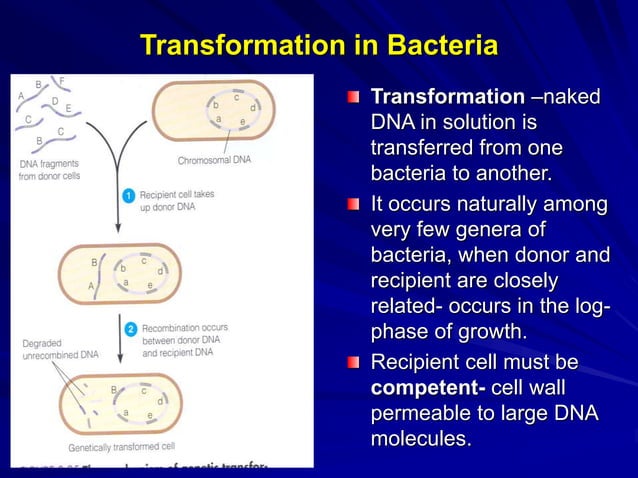 BACTERIAL GENETICS.ppt