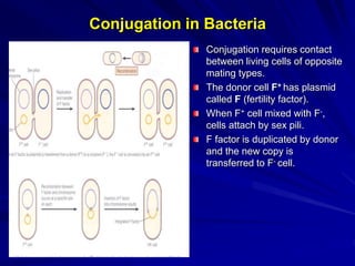 BACTERIAL GENETICS.ppt
