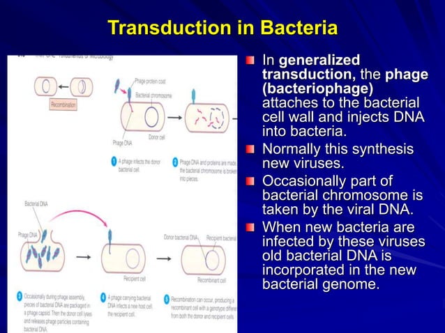 BACTERIAL GENETICS.ppt