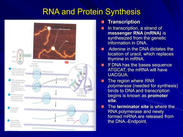 BACTERIAL GENETICS.ppt