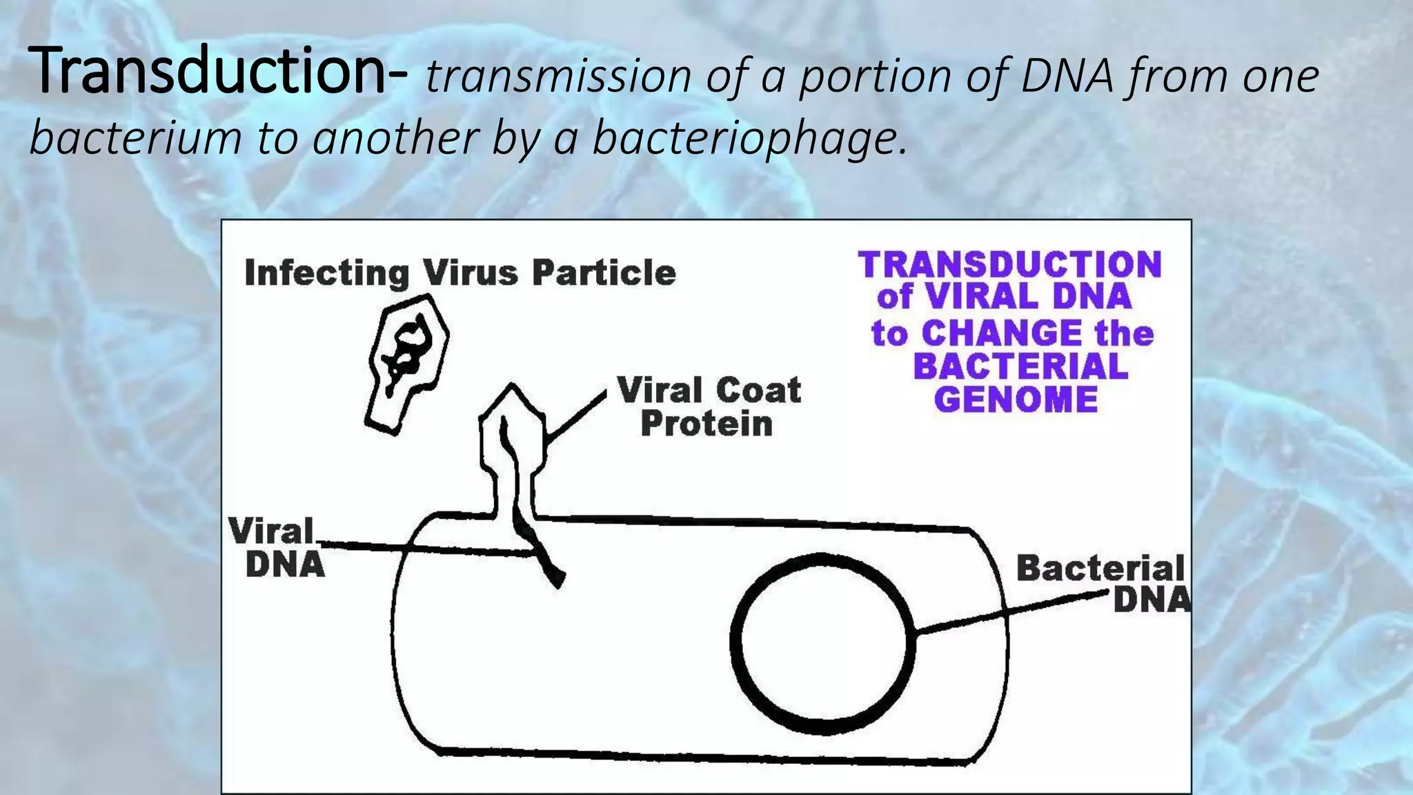 Bacterial Genetics.pptx