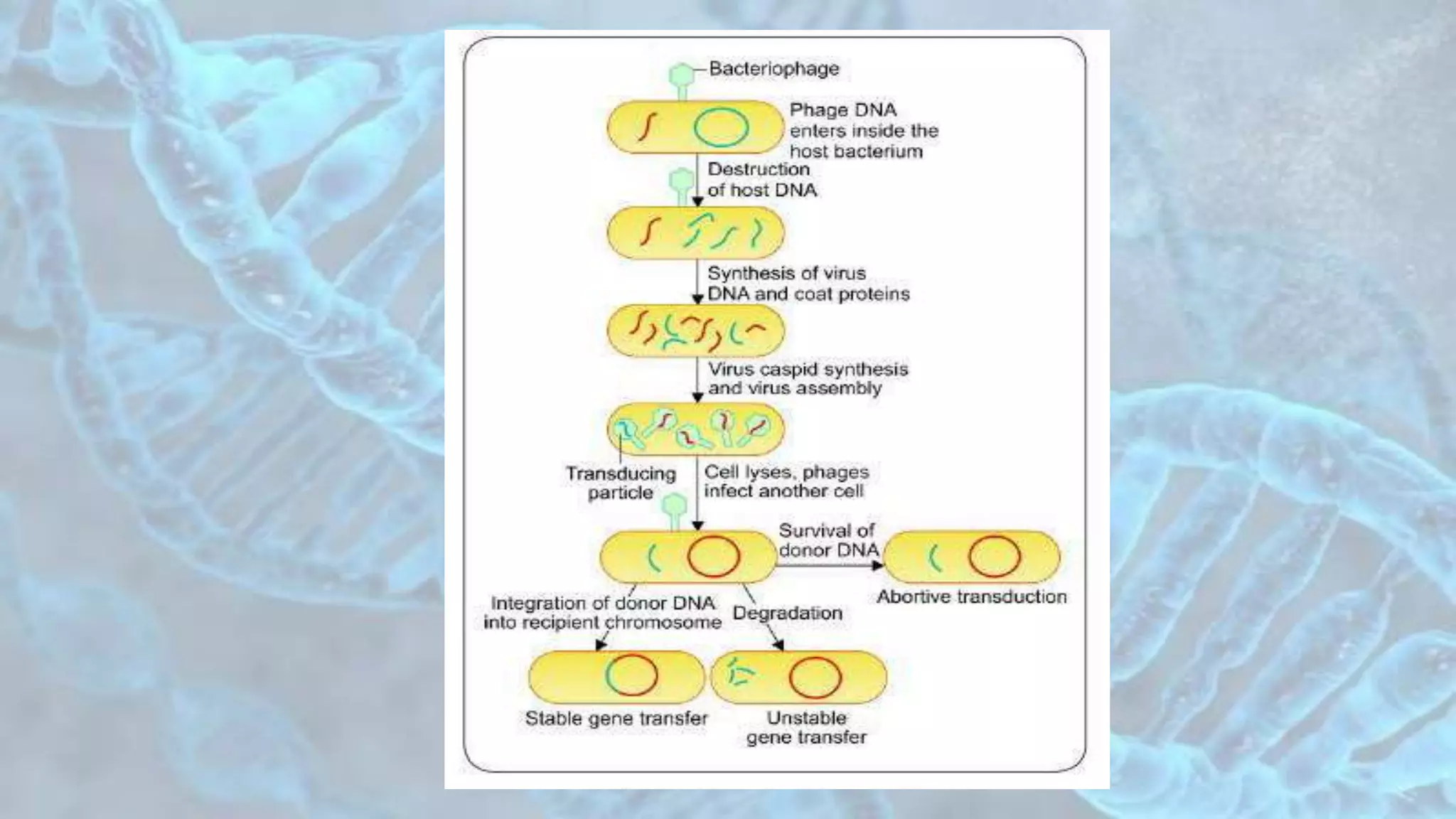 Bacterial Genetics.pptx