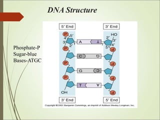 Brief Introduction to Bacterial genetics.ppt