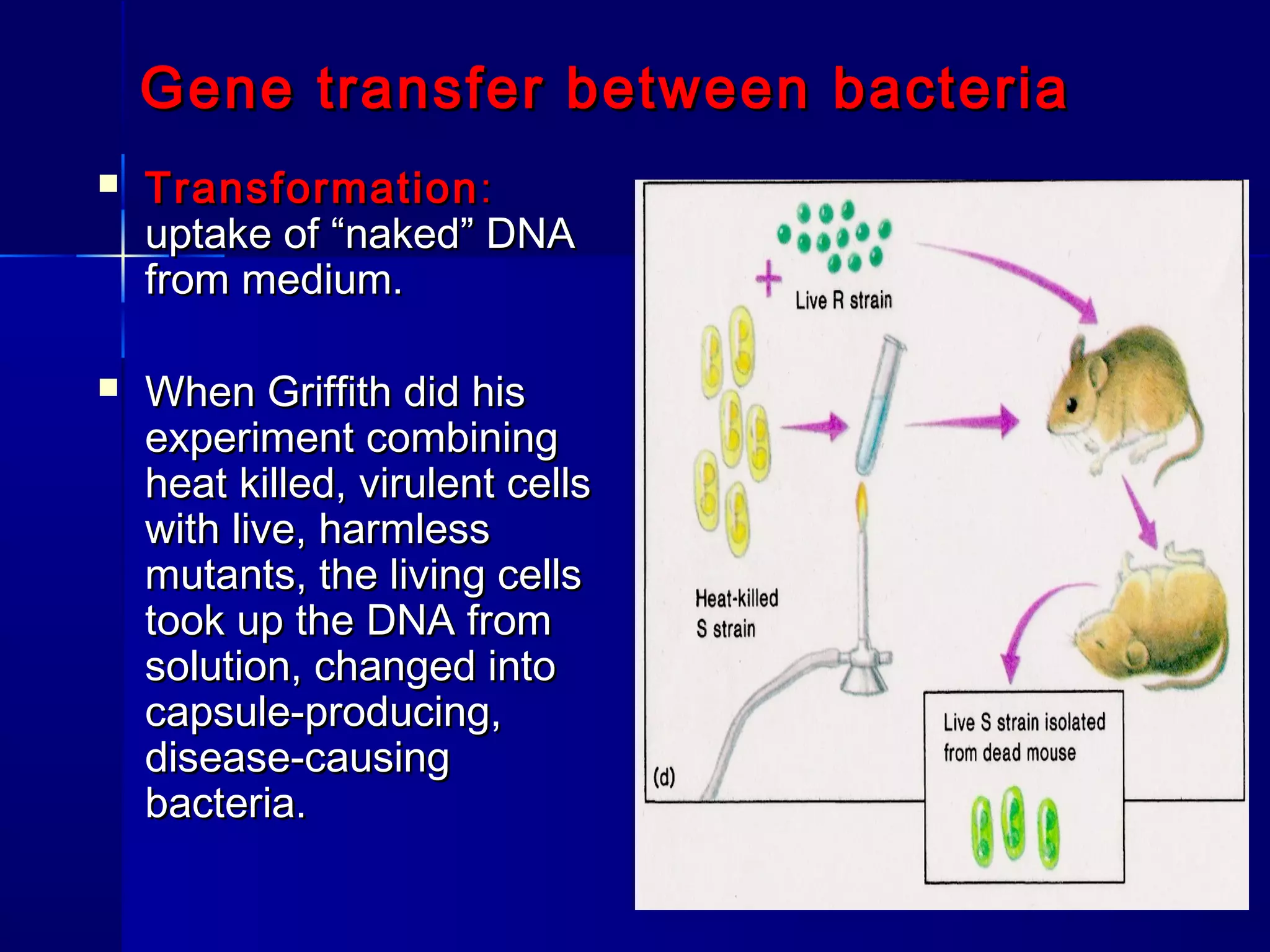 Bacterial genetics | PPT