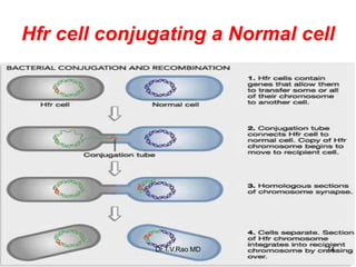 Bacterial Conjugation Hfr