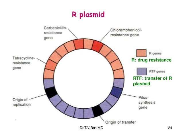 Bacterial genetics. Basics