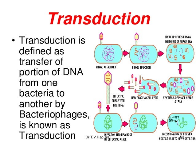 Bacterial genetics. Basics