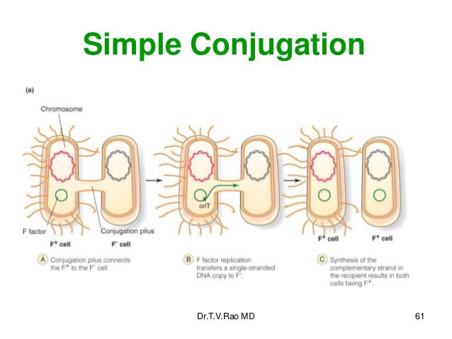 Bacterial genetics. Basics