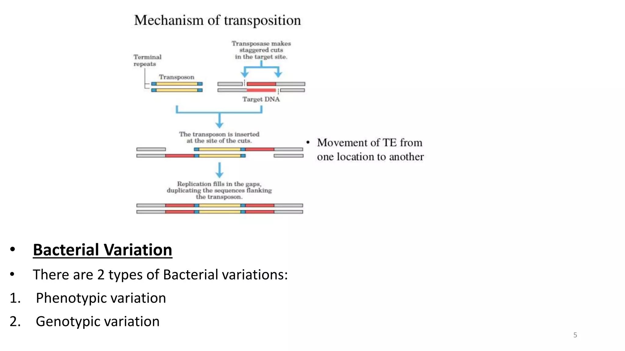 Bacterial genetics | PPTX