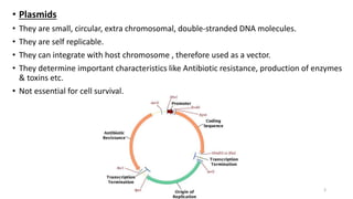bacterialgeneticsautosaved-180123121231 (1).pdf