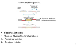 bacterialgeneticsautosaved-180123121231 (1).pdf