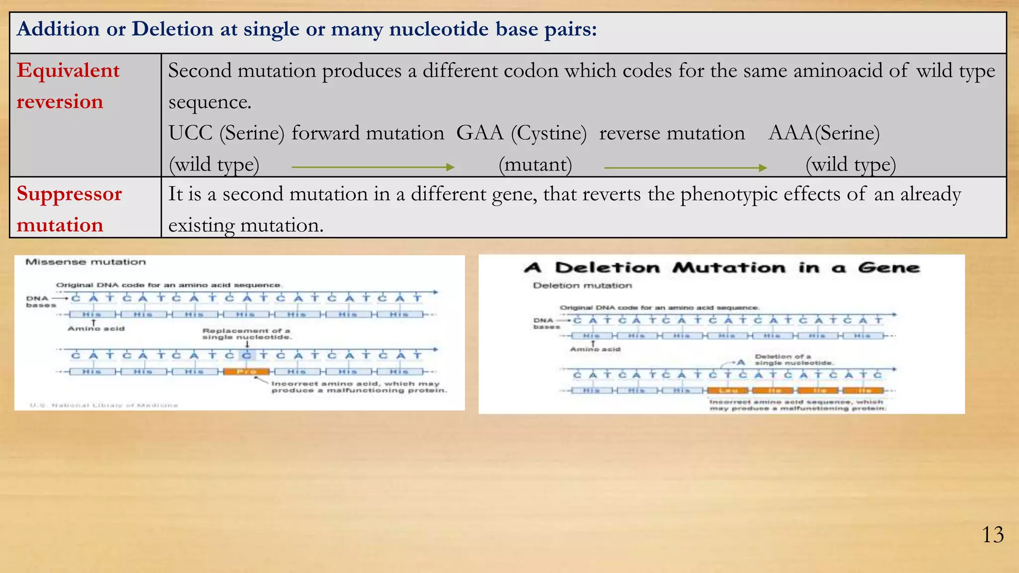 Bacterial geneticsfull ppt | PPTX