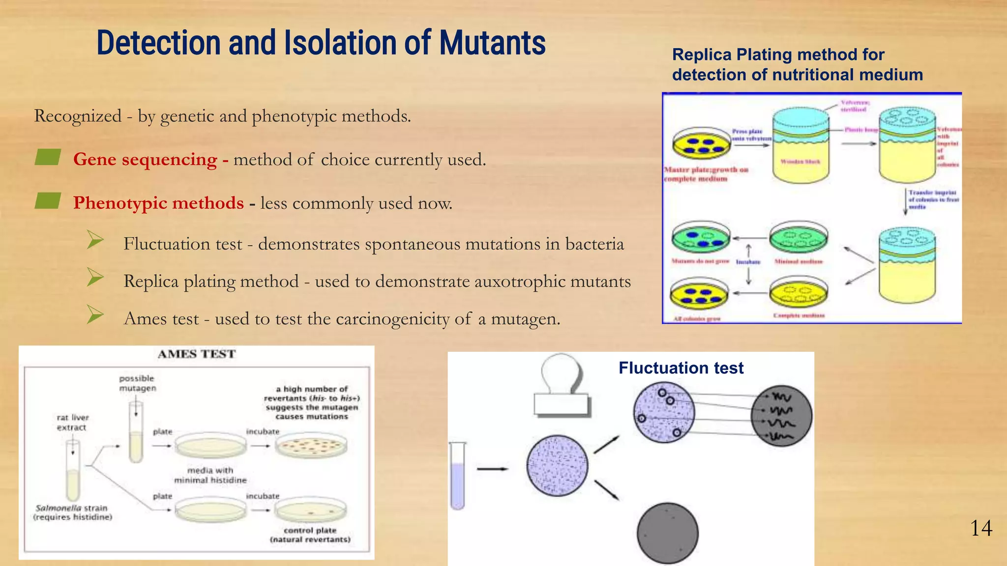 Bacterial geneticsfull ppt | PPTX