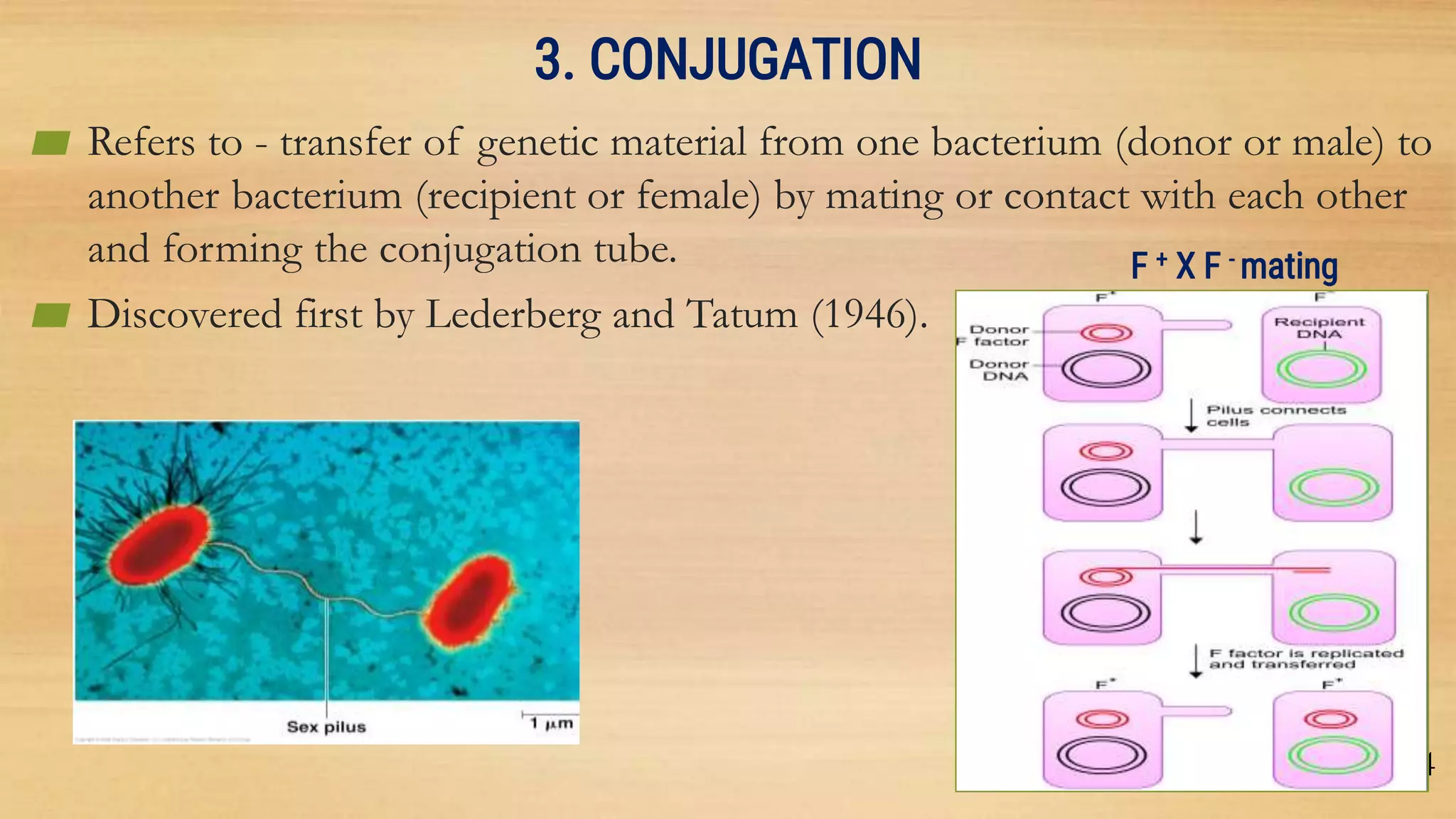 Bacterial geneticsfull ppt | PPTX
