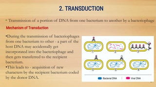 Bacterial geneticsfull ppt | PPTX