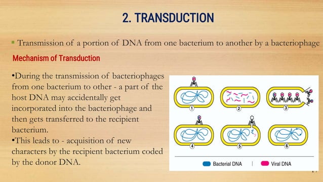 Bacterial geneticsfull ppt | PPT