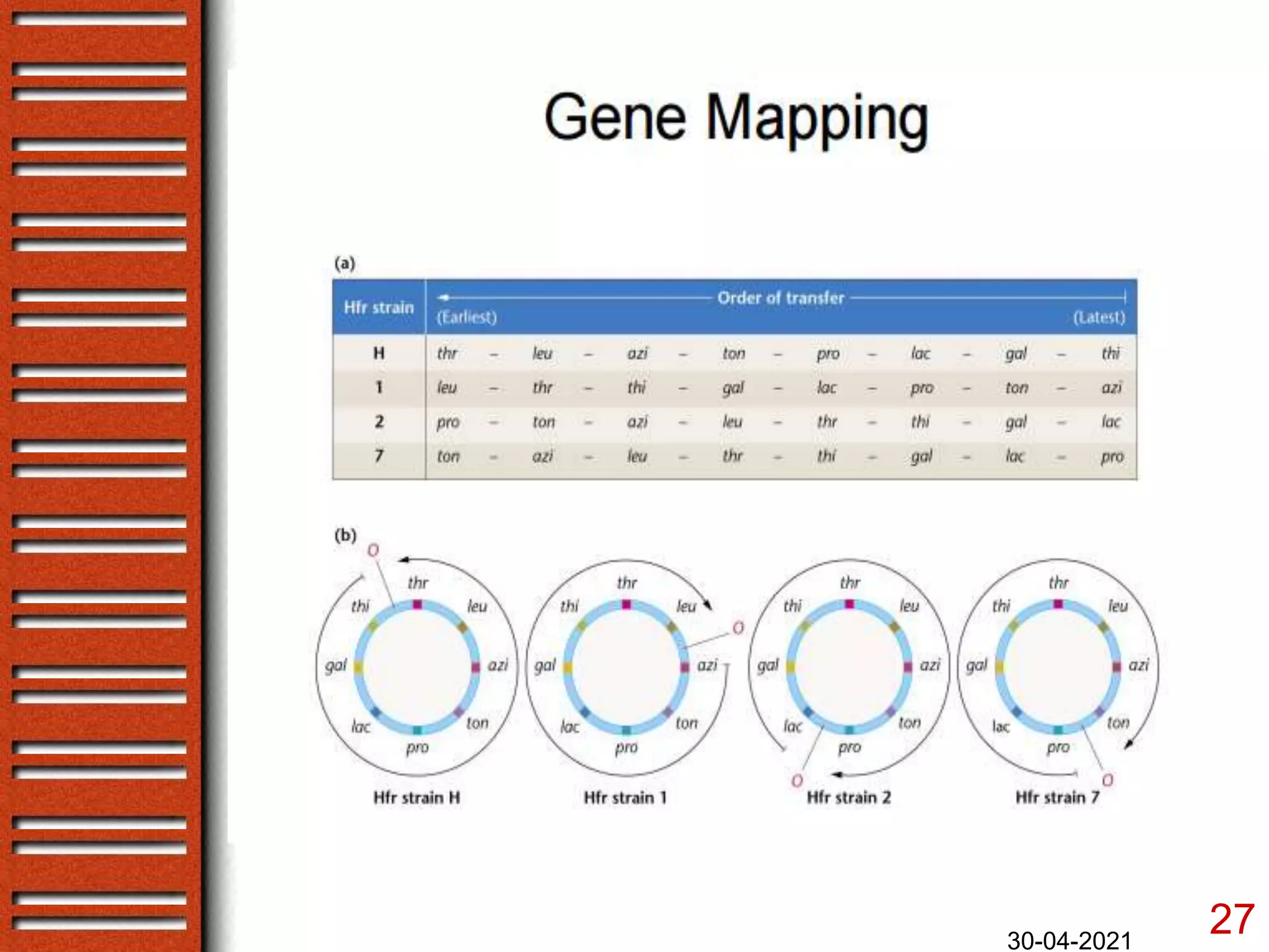 Bacterial genetics- gene mapping by recombination | PPTX