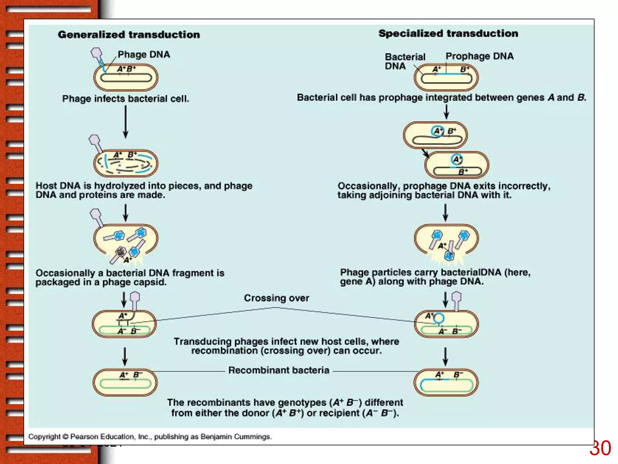Bacterial genetics- gene mapping by recombination | PPTX