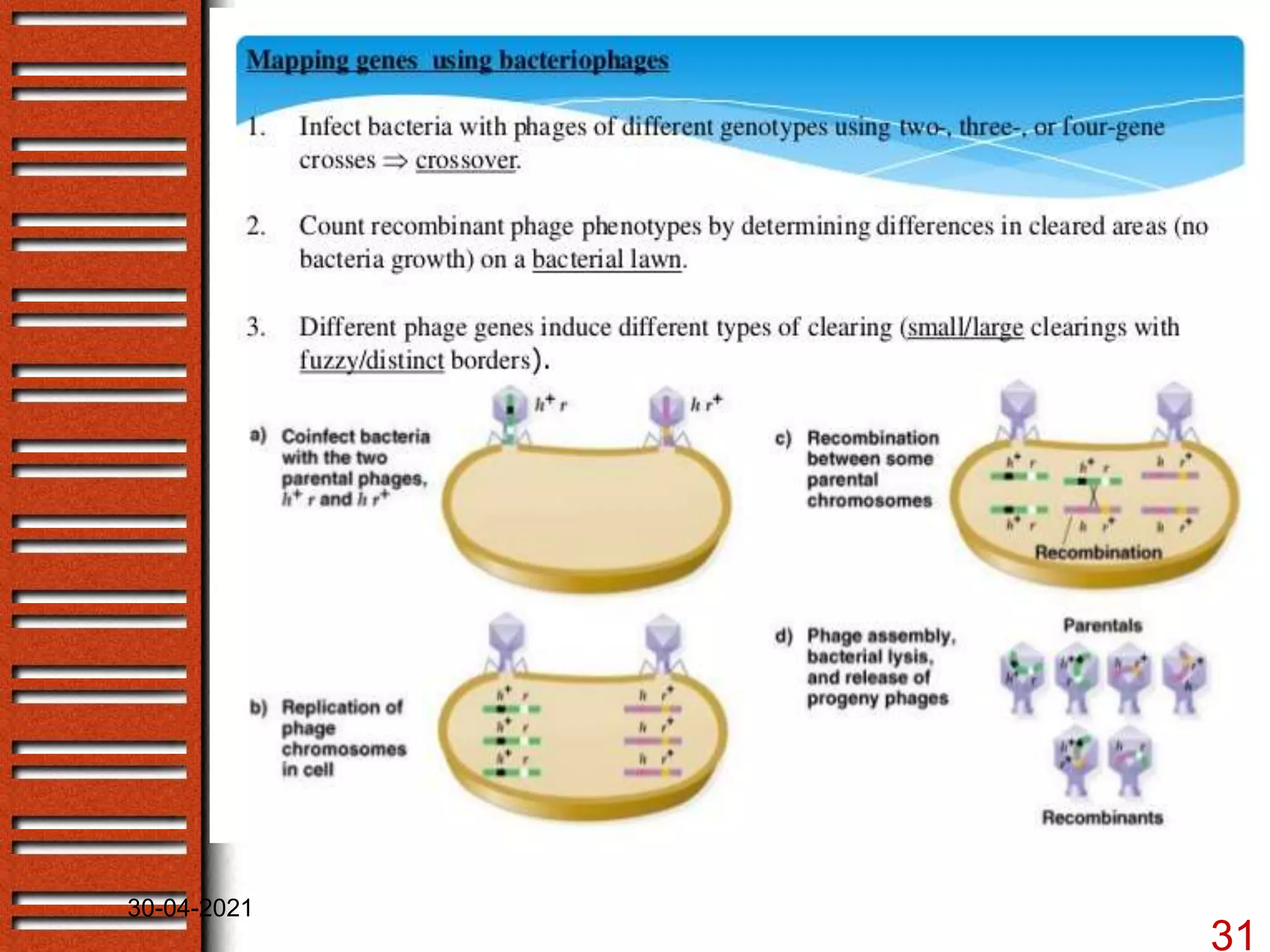 Bacterial genetics- gene mapping by recombination | PPTX