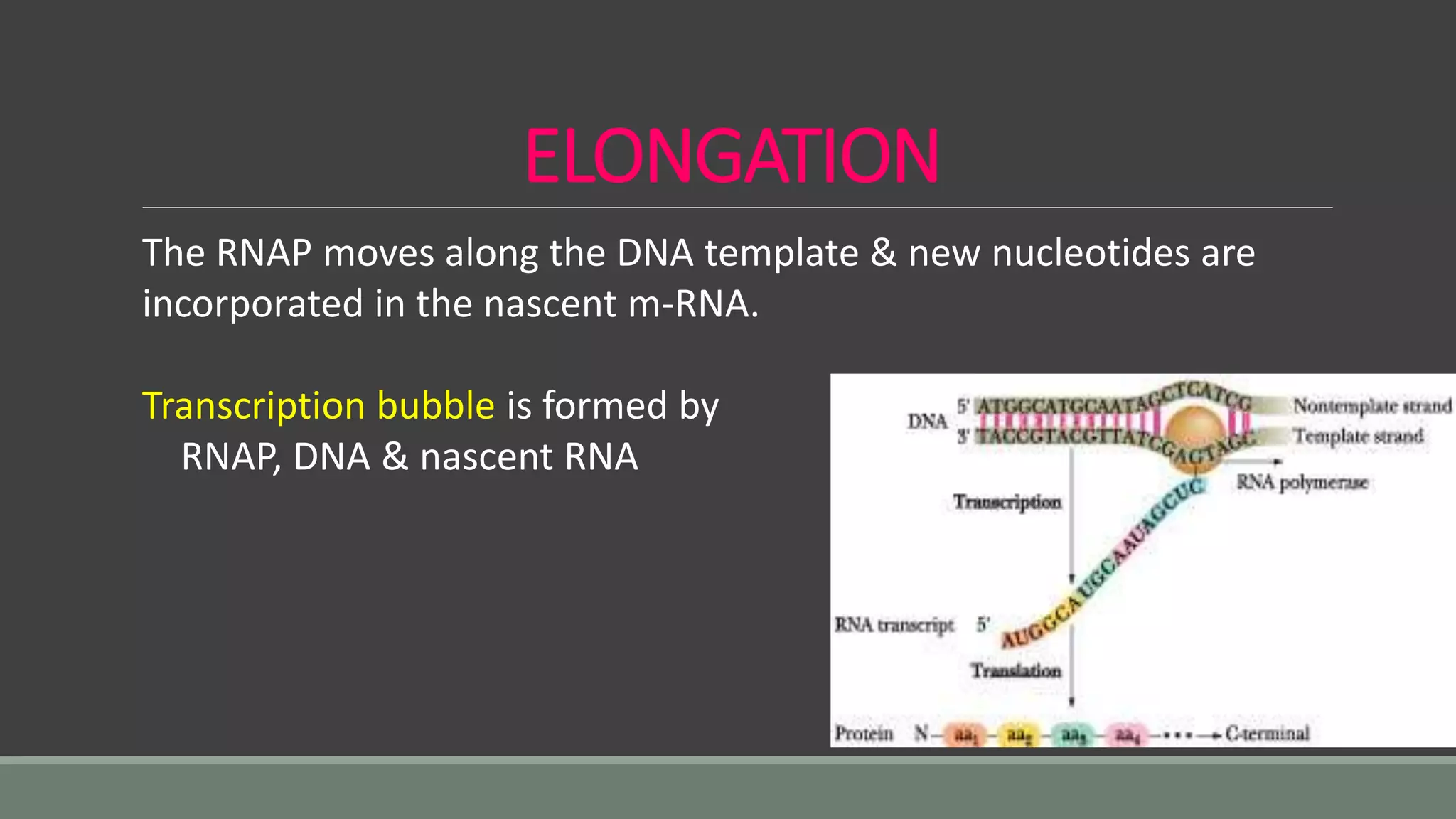 Bacterial Genetics Ppt