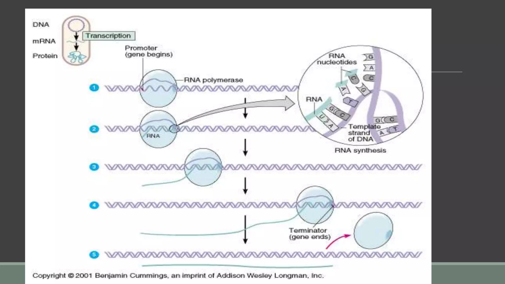 Bacterial genetics | PPT