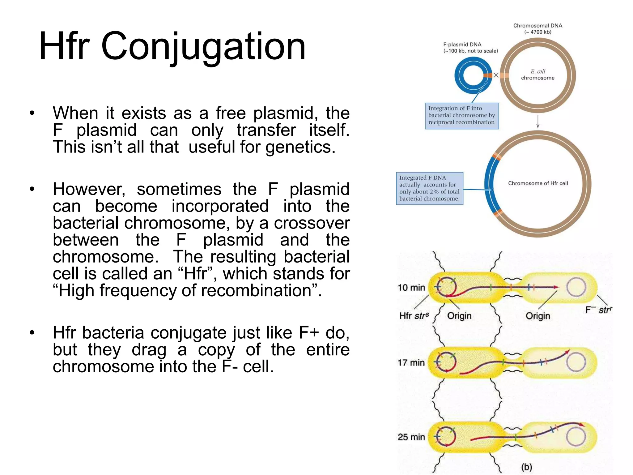 Bacterial genetics | PPT