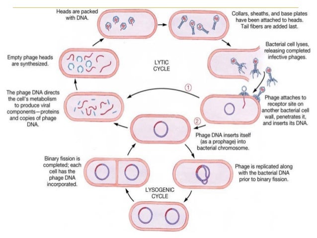 Bacterial genetics png 2011