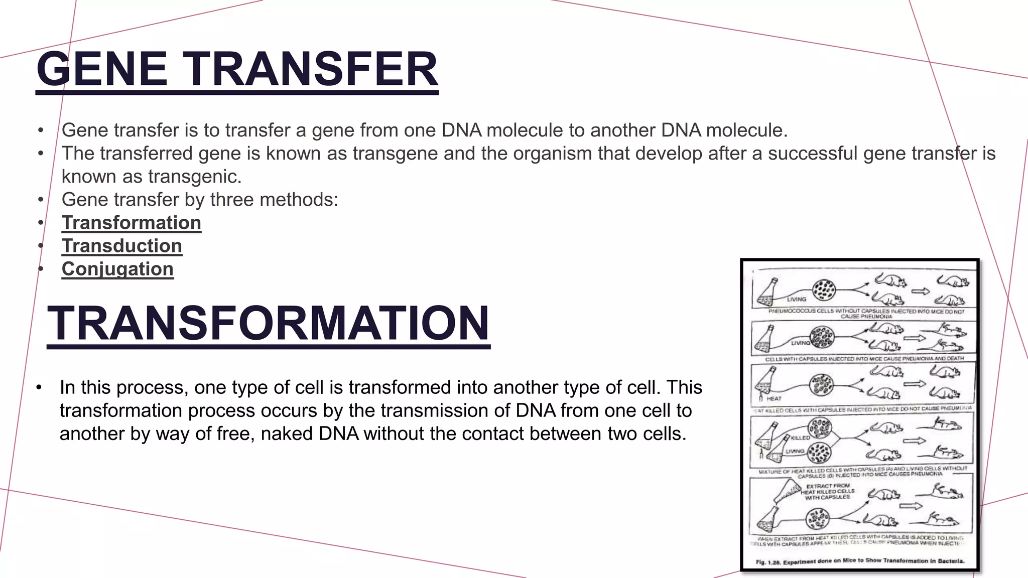 Bacterial Genetics System | PPTX
