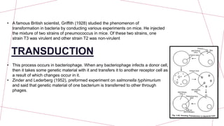 Bacterial Genetics System | PPTX