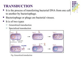 bacterialgeneticsystemfinal-151114160717-lva1-app6891.pdf