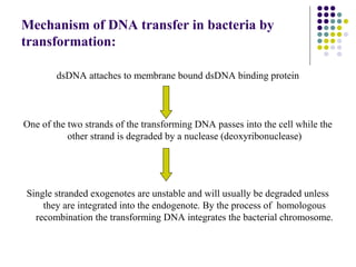 ppt of Bacterial genetic system | PPT