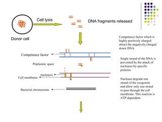 ppt of Bacterial genetic system | PPT