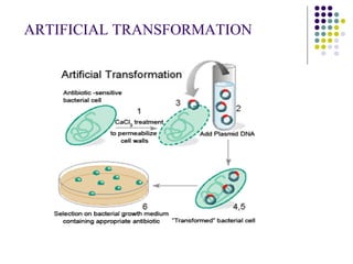 ppt of Bacterial genetic system | PPT