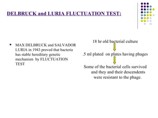 ppt of Bacterial genetic system | PPT